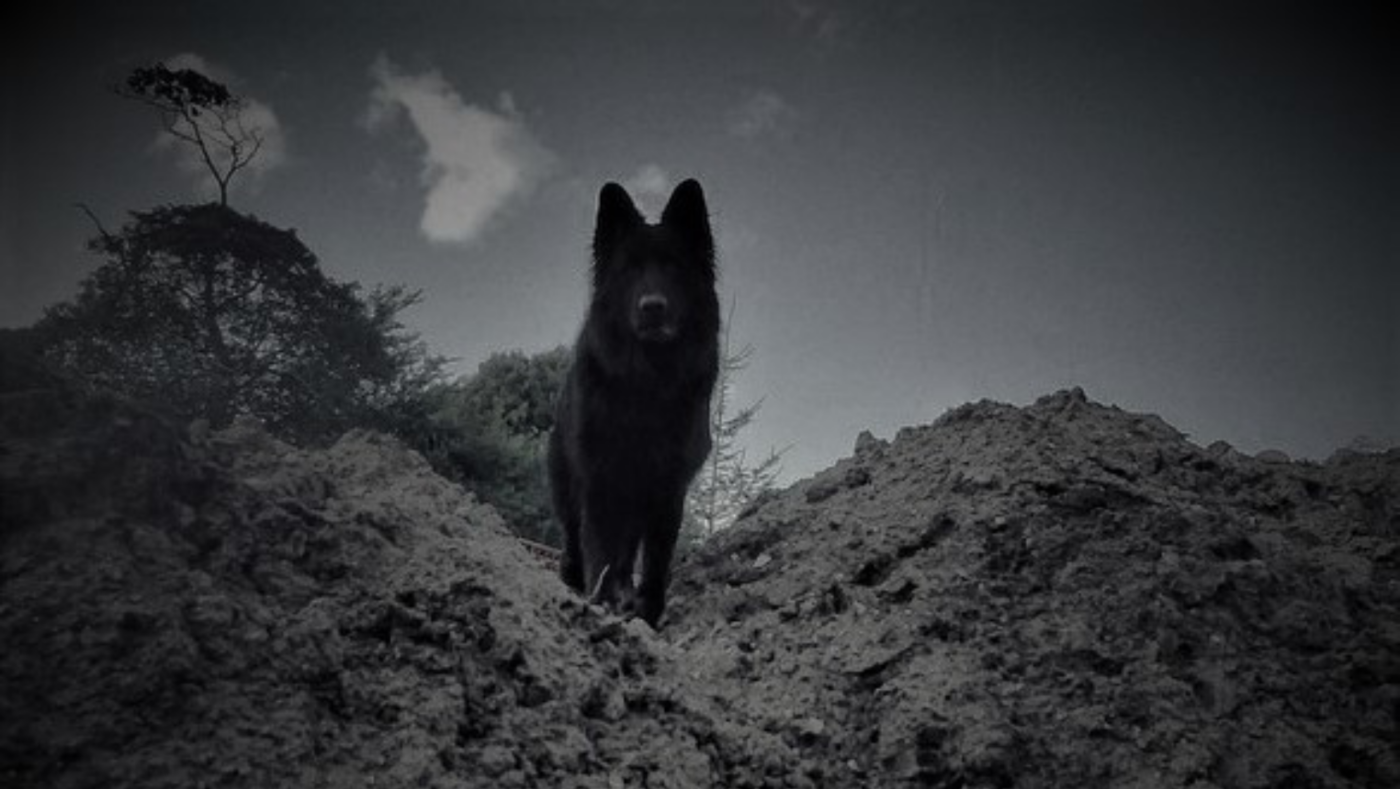 The Black Shuck and The Black Dogs of Norfolk - The Shoebox Experiences