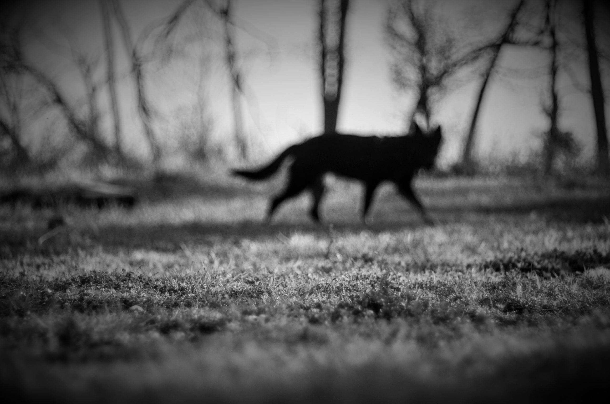 The Black Shuck and The Black Dogs of Norfolk - The Shoebox Experiences