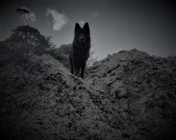 The Black Shuck and The Black Dogs of Norfolk - The Shoebox Experiences
