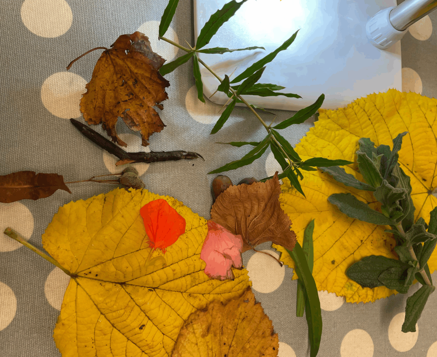 The Shoebox Enterprises - Celebrating Anna Sewell Great Yarmouth